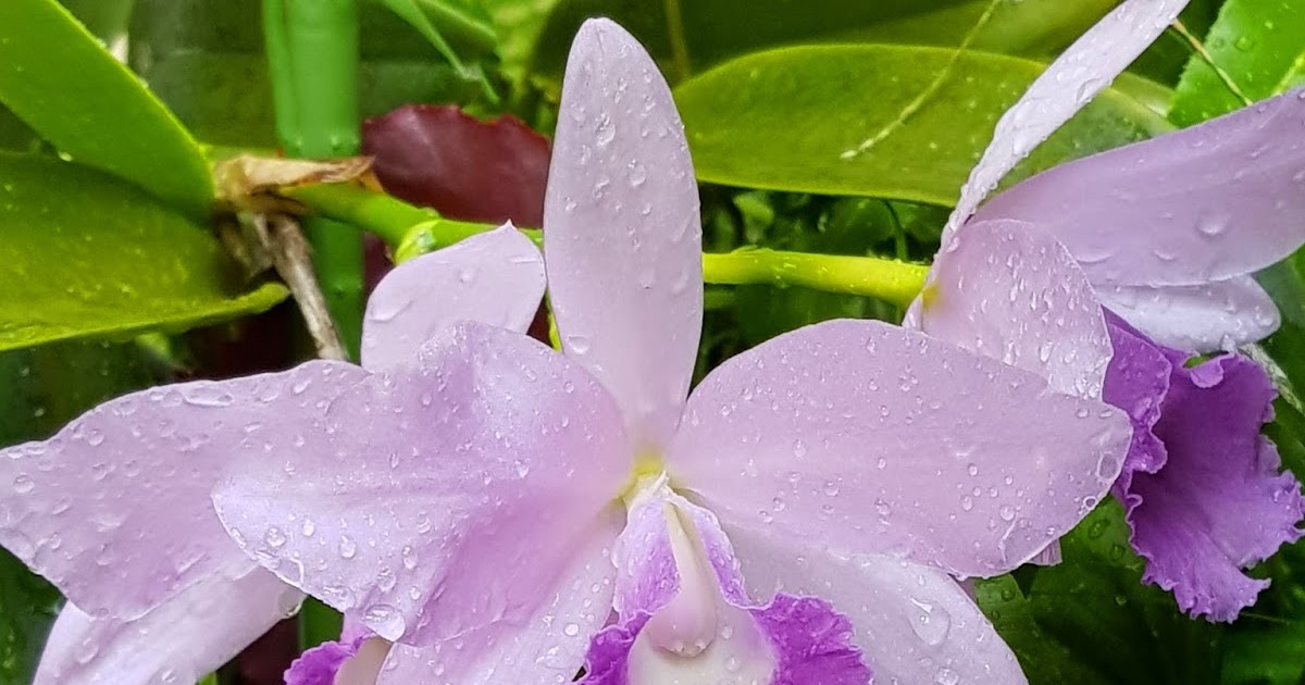 Daddel's Thumbprints: Cattaleya hybrid