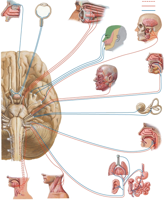 Netter Blog: Nervios craneales: distribución de fibras motoras y sensitivas