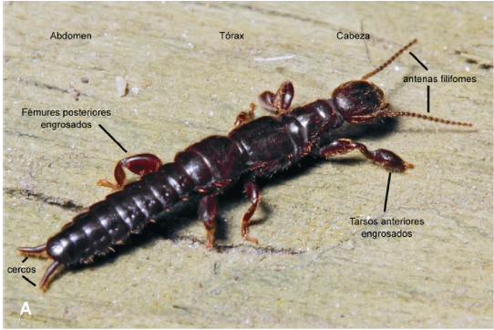 Los embiópteros, grandes desconocidos