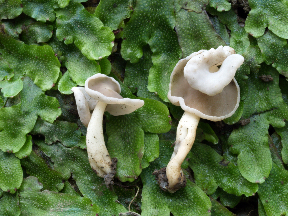 Los Hongos y las clases que existen