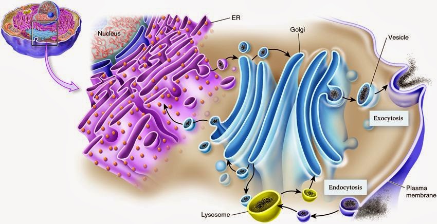 Ciencias de Joseleg: 9 EL APARATO DE GOLGI Y EL NÚCLEO