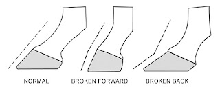 Rockley Farm: Hoof pastern angles, shoes and the back of the foot