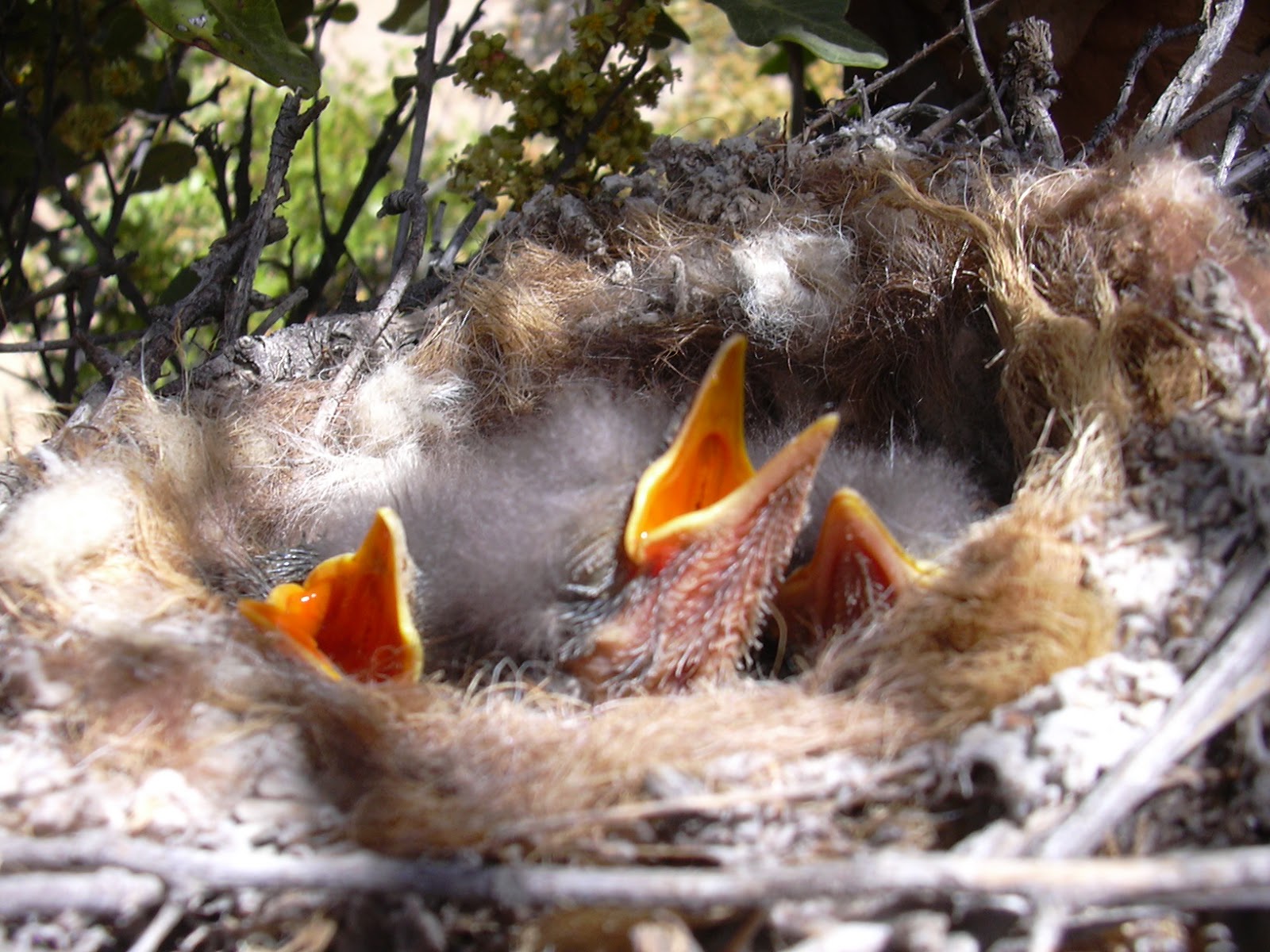 Aprender Viajando ...: Arte rupestre de El Coligüe (IV Región-Chile 2004)