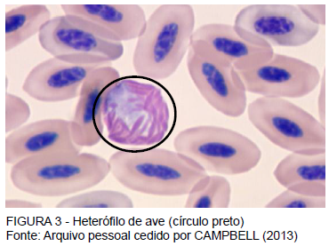 Patologia ClinVet: Aves