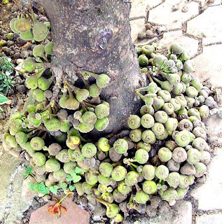 rumahpohontinarcamanik: JENIS BUAH TIN