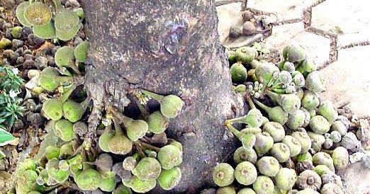 40+ Gambar Pohon Ara