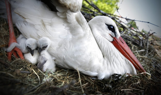 Čudesni svijet životinja