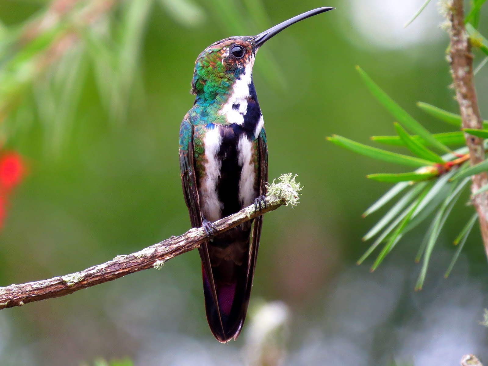 Proyecto Colibríes: Colibrí Mango Pechinegro (Anthracothorax ...