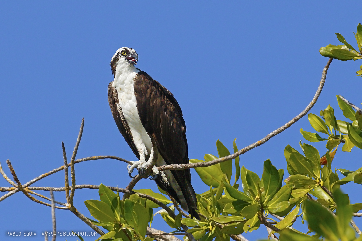 mis fotos de aves: Pandion haliaetus Aguila Pescadora Osprey
