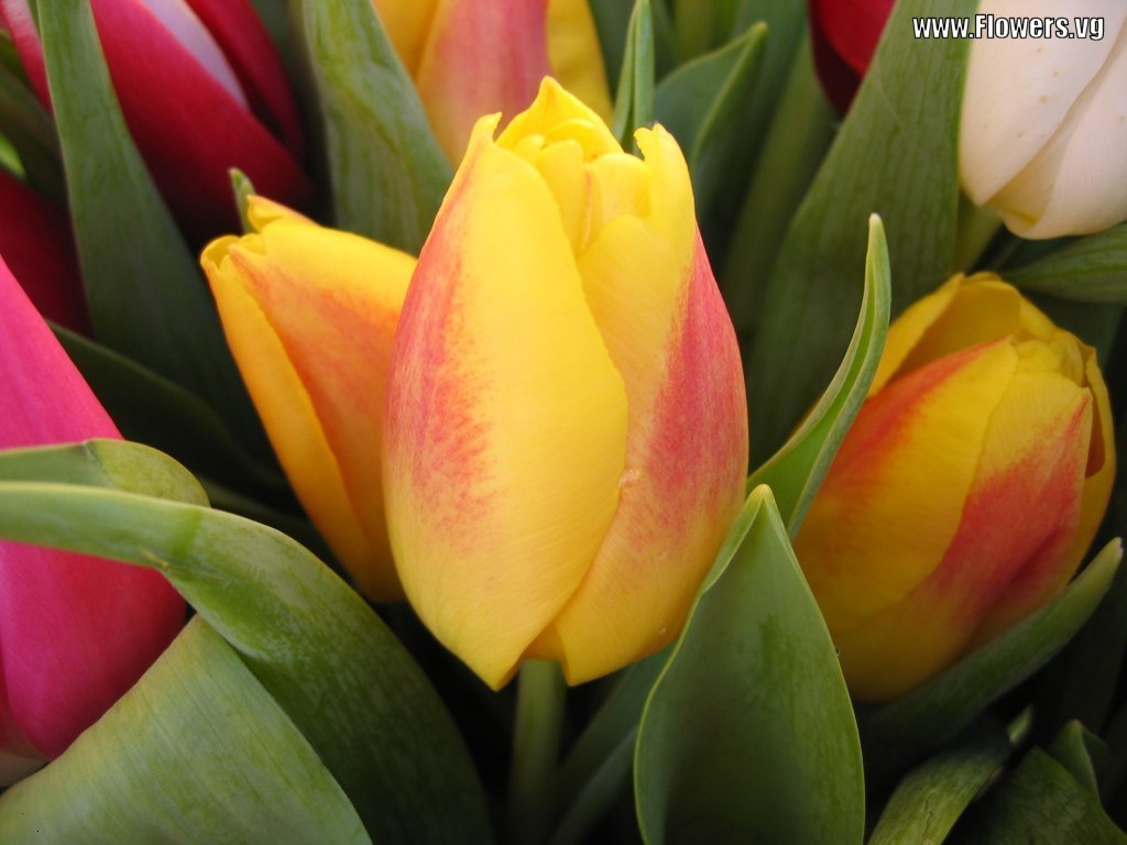 Pink And Yellow Tulips | Wallpapers Gallery