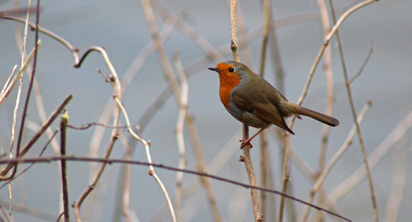 sconzani: British birds: Little Robin Redbreast
