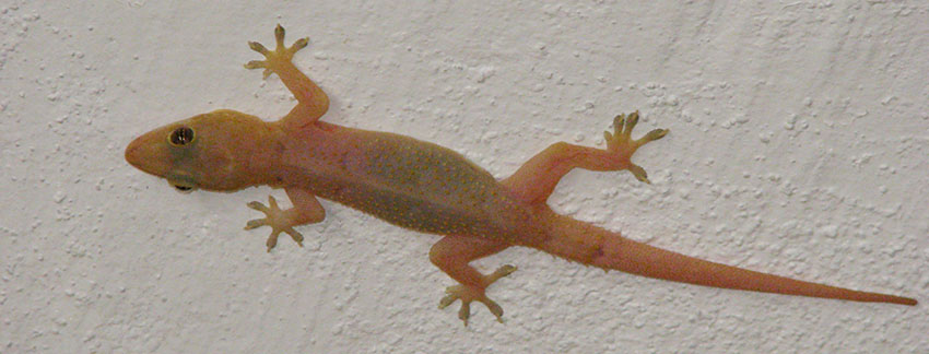 Sardonicky: Loving Lizards