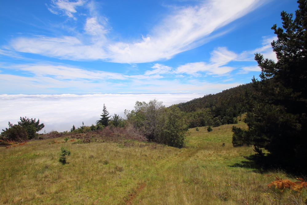 Polipoli Hike in Maui