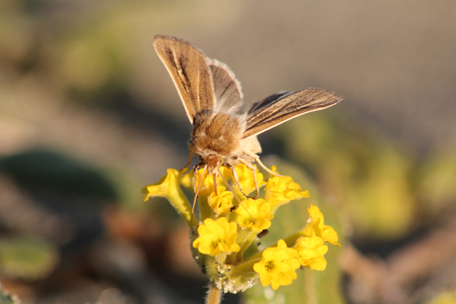 The Naturalest Naturalist: Saanichton Spit's Sensitive Species