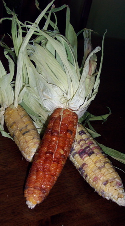 Friends of the Libraries of Foster: Corn