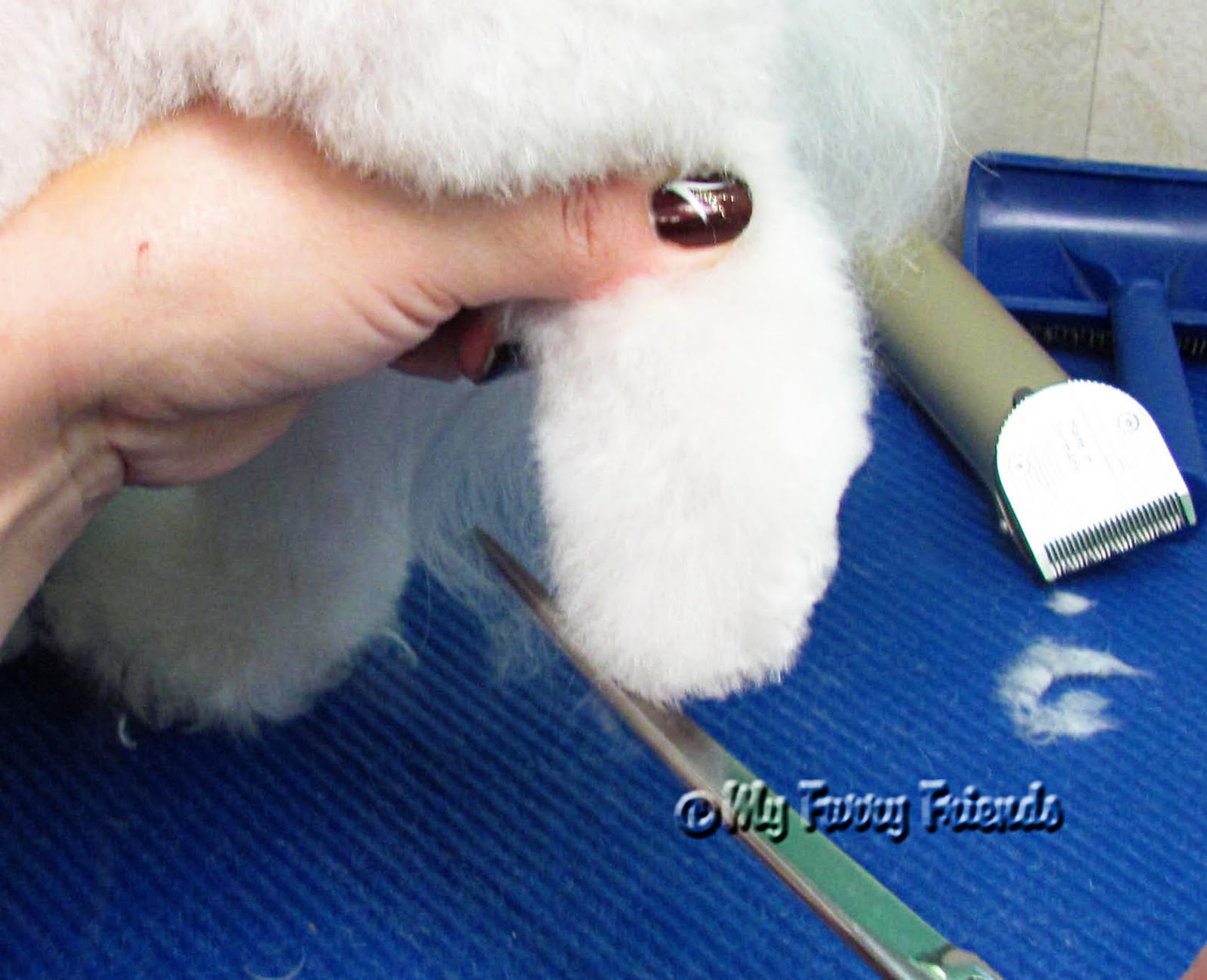 Pet Grooming: The Good, The Bad, & The Furry: Neat Round Feet