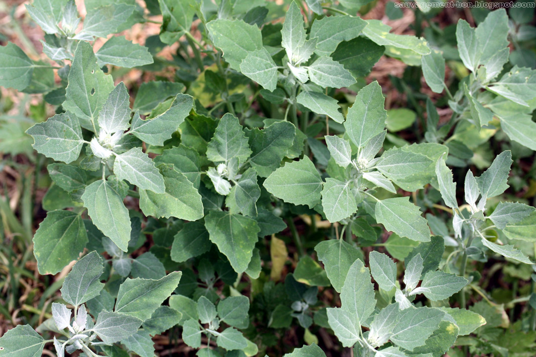 Sauvagement-Bon: Mauvaise herbe