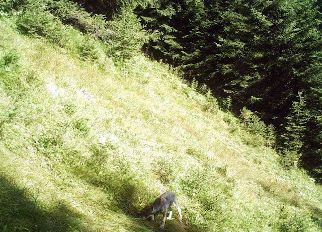 White Wolf : Switzerland has confirmed it's first wolf puppies born ...