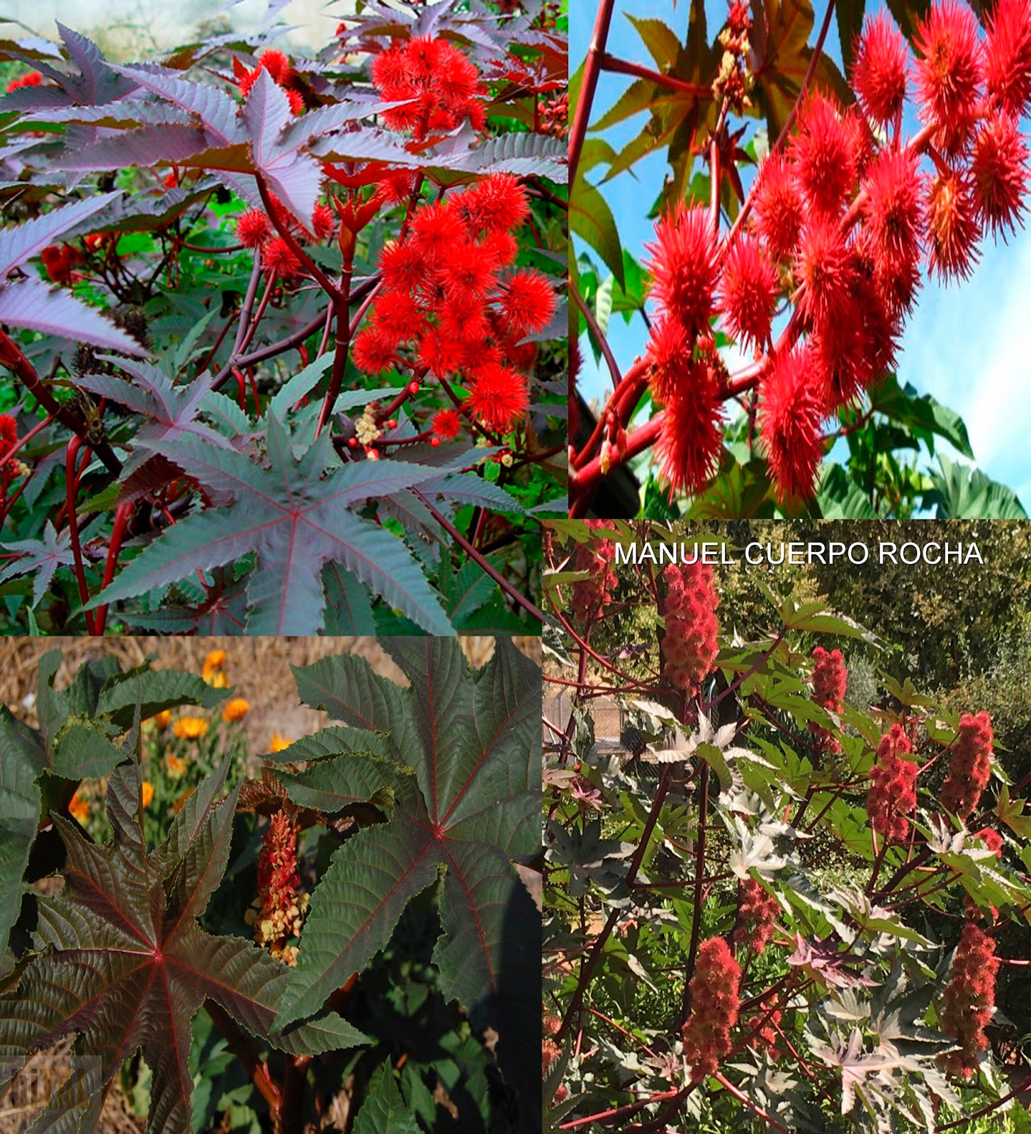 PARQUE MUNICIPAL DE MONTIJO: 6. FLORA DEL PARQUE MUNICIPAL (2), ARBUSTOS