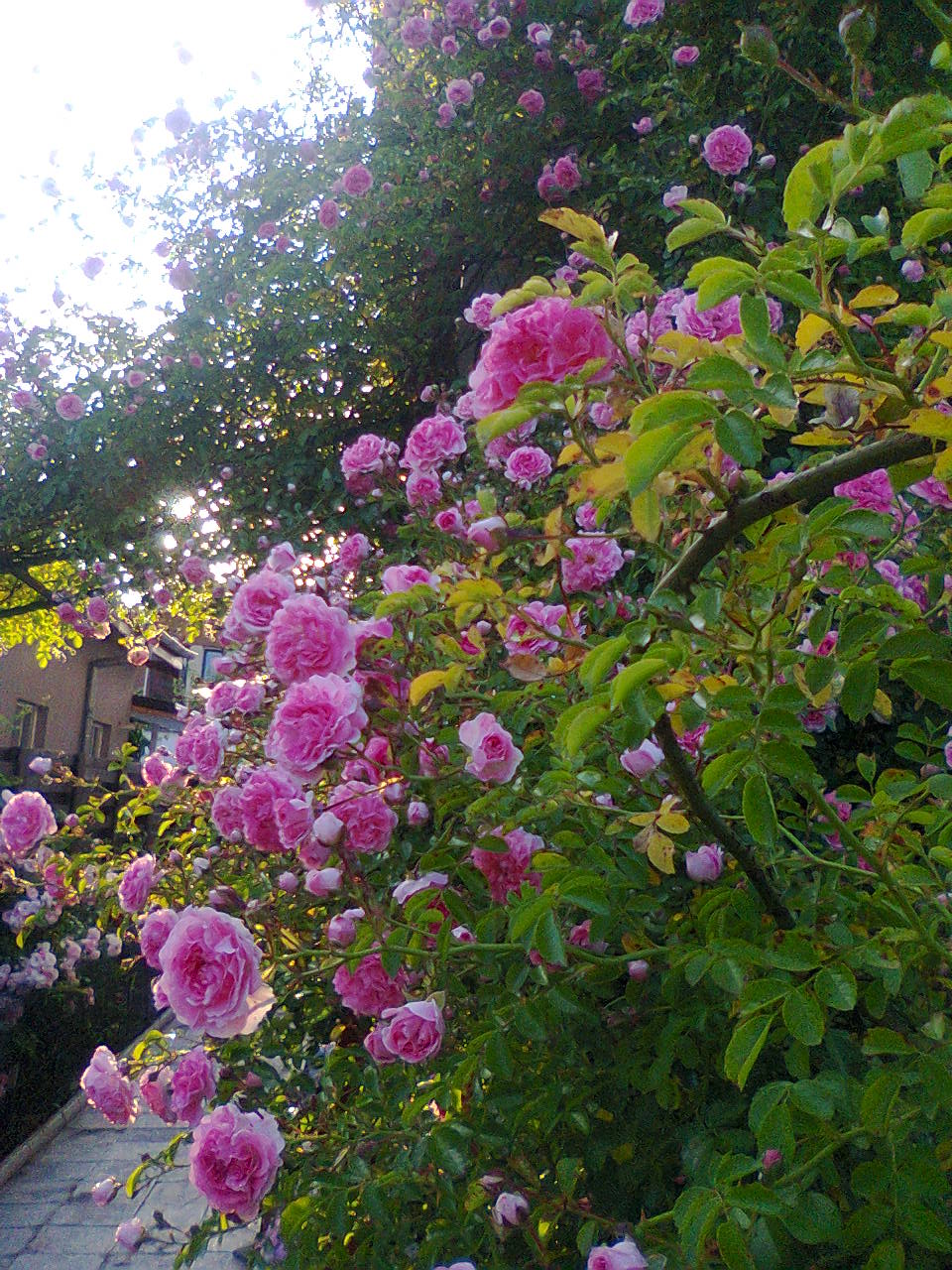 Adriana Hobby: Trandafirii în luna mai 2015