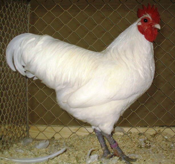 Roots 'n' Shoots: January 2012