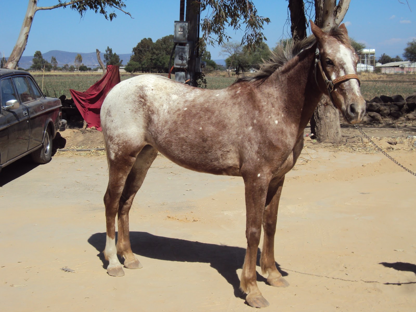 rancho mendoza: potranca apaloosa