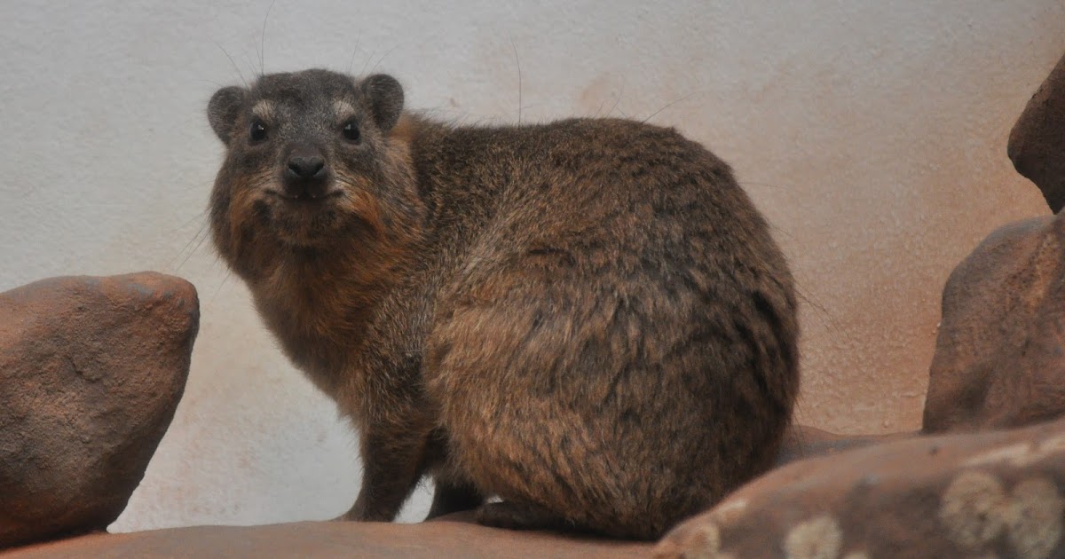 ZOOTOGRAFIANDO (6.100 ANIMALS): DAMÁN DEL CABO / CAPE HYRAX (Procavia ...