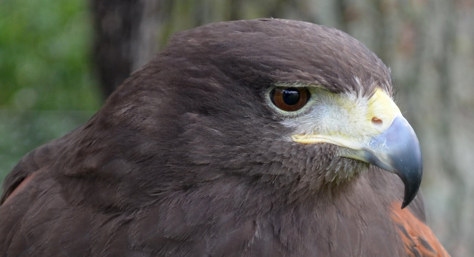 Tour Scotland: Tour Scotland Photographs Harris Hawk Highland Games ...