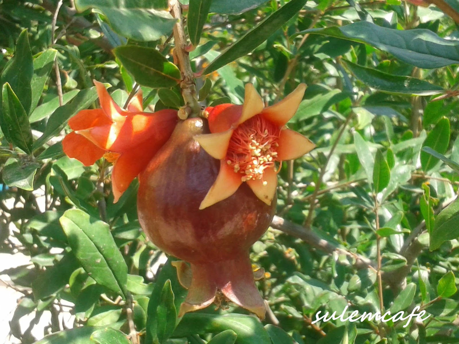 Sulem Cafe: NAR AGACI -CICEGI, INCIR AGACI, ZEYTIN AGACI VE MINIK ...