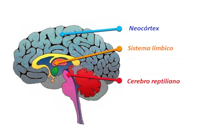 Los Ingredientes de La Vida: "Nuestro cerebro Triple"