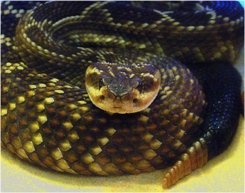 FOTO NATURA HUESCA 2: CASCABEL DE COLA NEGRA crotalus molossus Baird ...