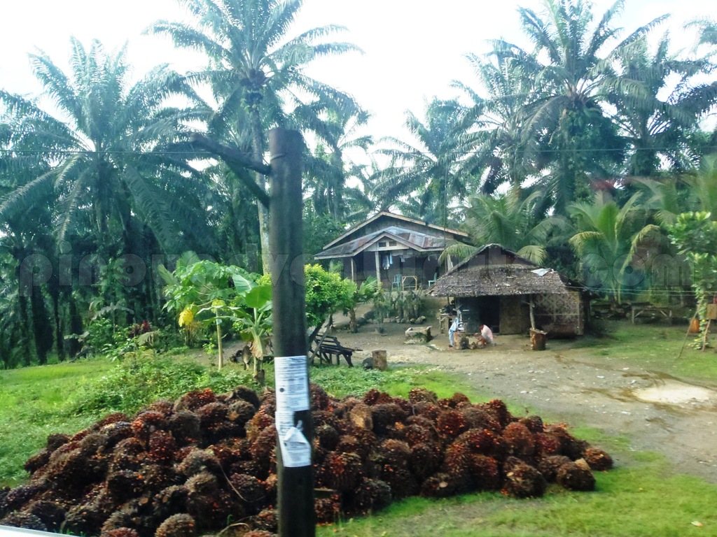 Agusan del Sur - En Route to Bunawan Ecopark and Wildlife Reservation ...