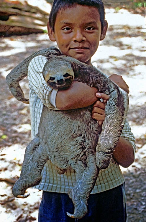 Fascinating Humanity: Brazil: Two-Toed Sloth For Sale