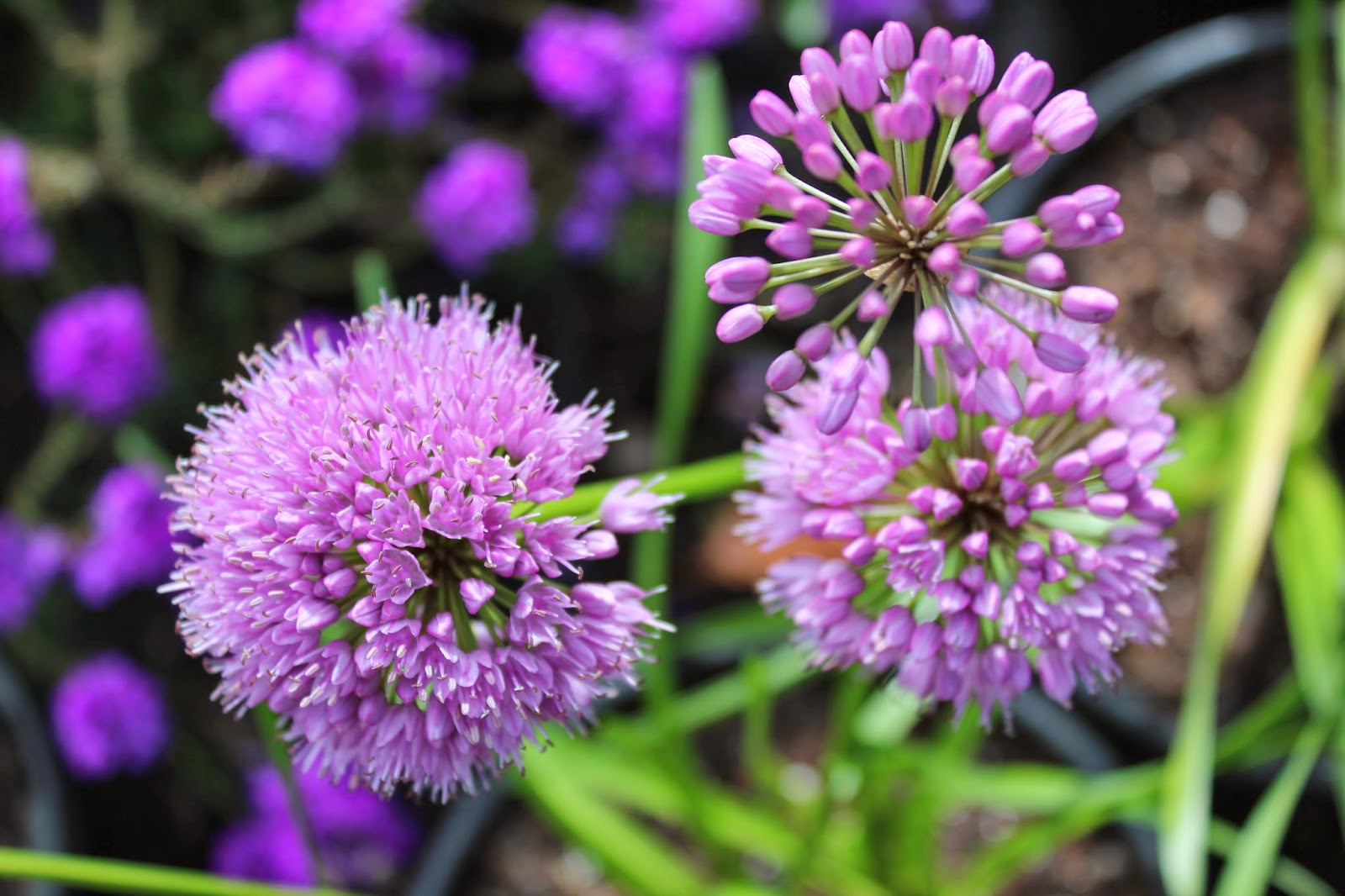 Florez Nursery: Allium 'Millenium'