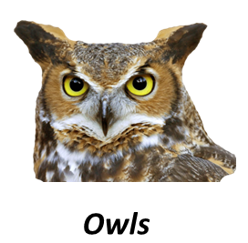 Birding Is Fun!: Birder Personality Profiles