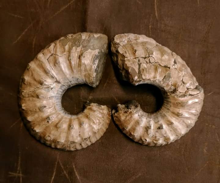ギター製作家の視点: Fake ammonite そしてタケノココワイ