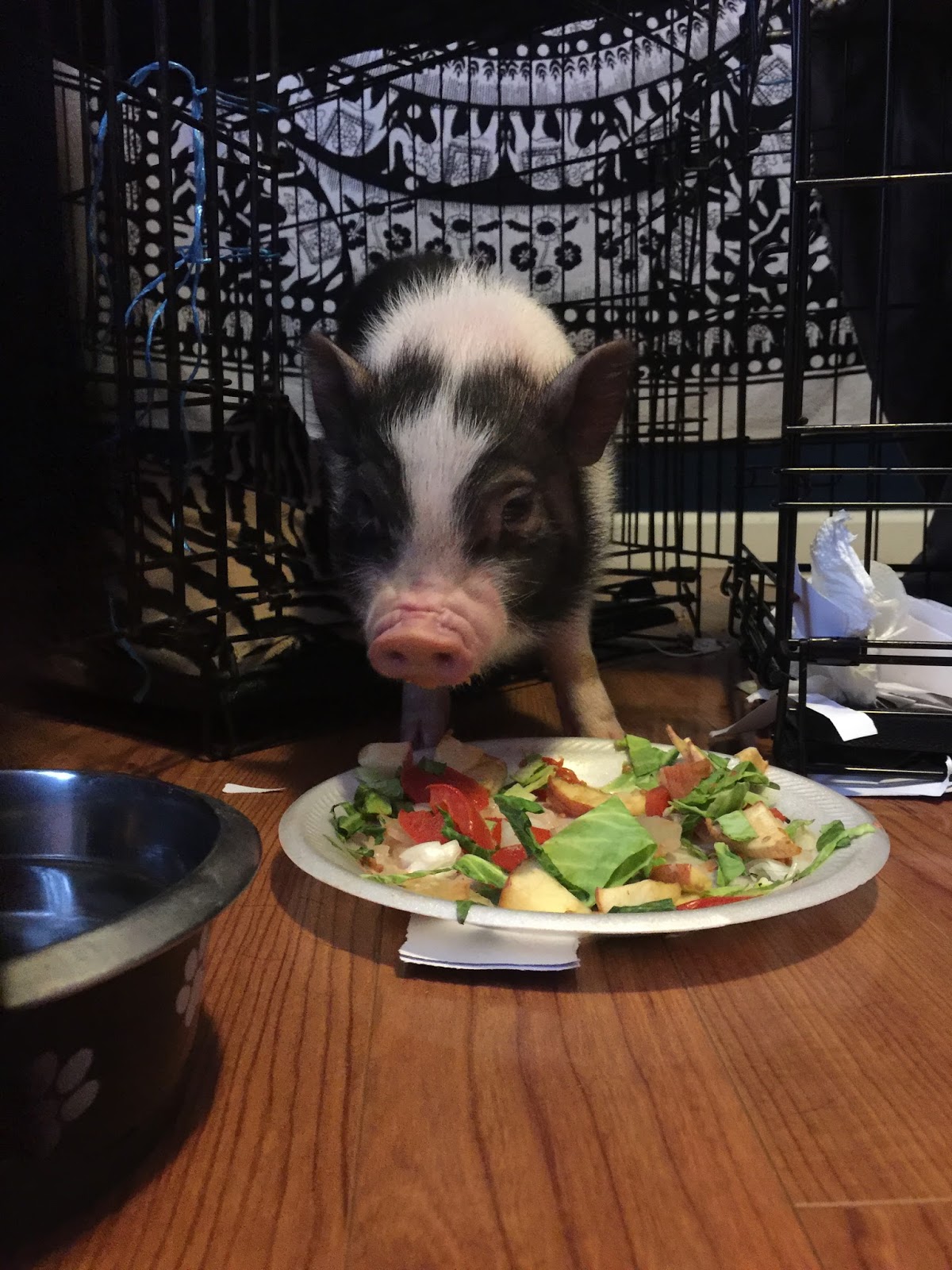 Farming With Cianna: Furry Friend Introductions ~ Peppa the Pig