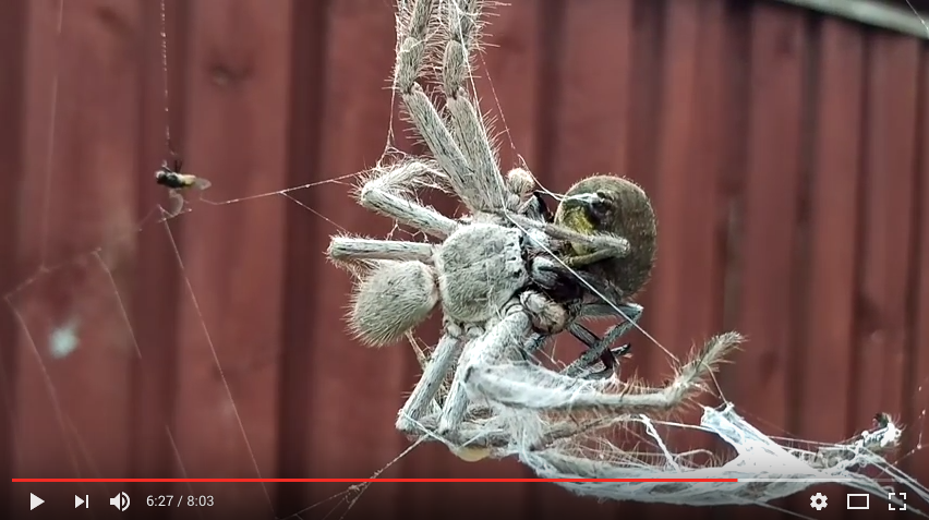 Sv Bell :: Black Flag TV: Epic Spiders Fight: Deadly Human Eating ...