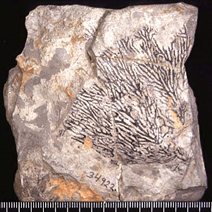 Variety of Life: Dictyonema