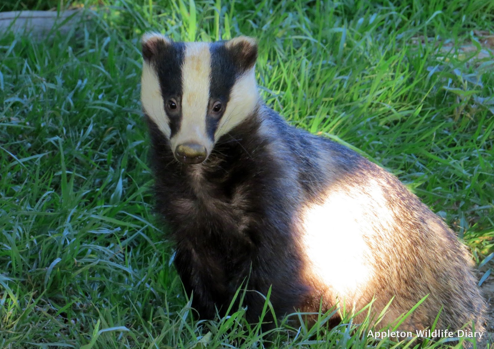 Appleton Wildlife Diary: National Badger Day