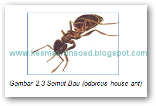 Semut dan Rayap Serta Pengendaliannya – Jati.id