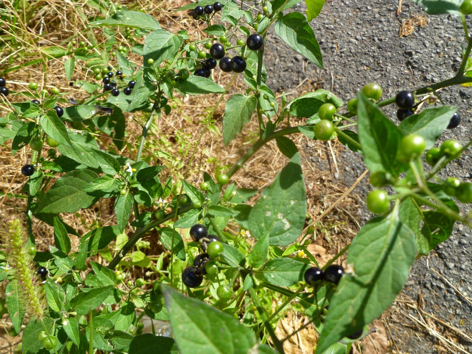 verduras escuras - Maria Pretinha, uma berry PANC
