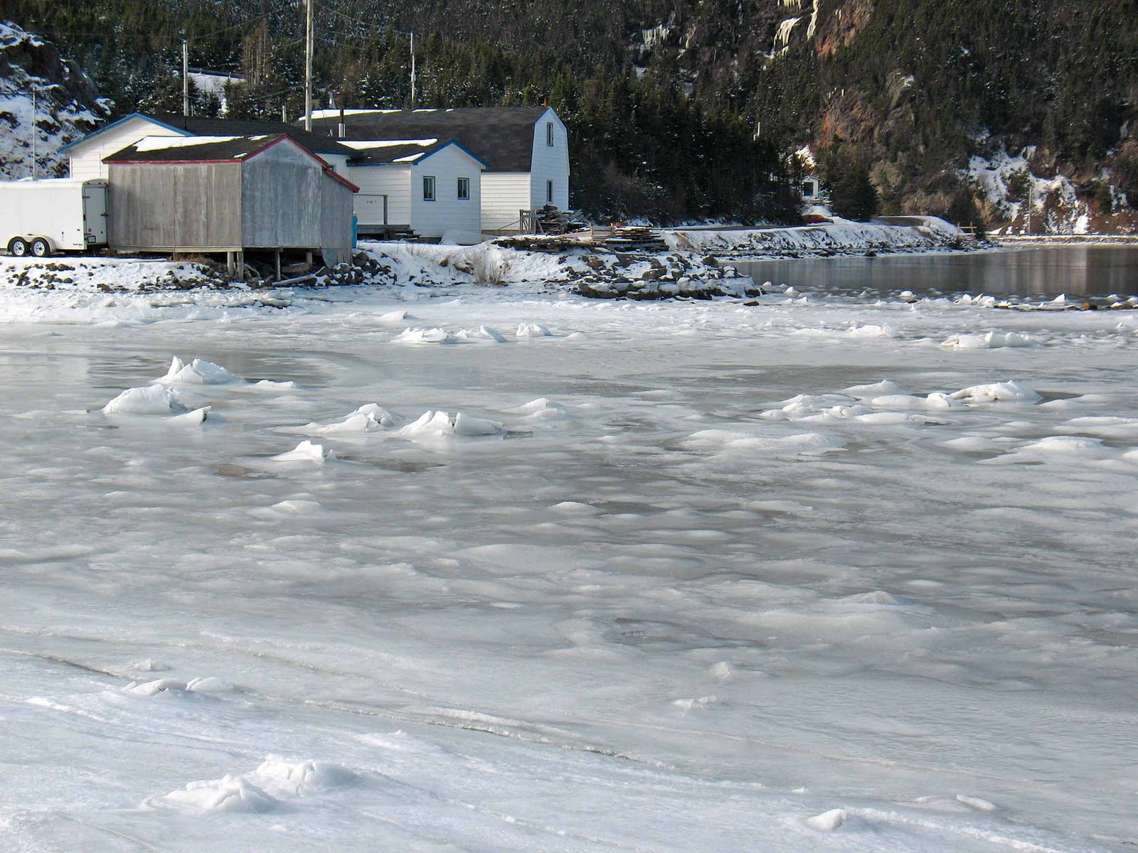 Sunflower Chronicles: Dunfield, Newfoundland, Canada