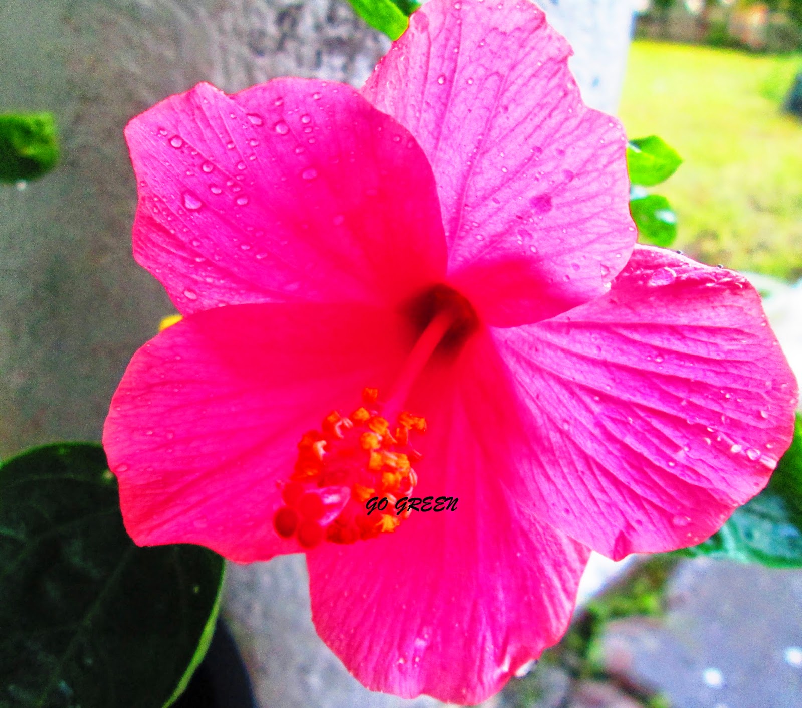 GoGreen Travel: Bunga Raya / Hibiscus