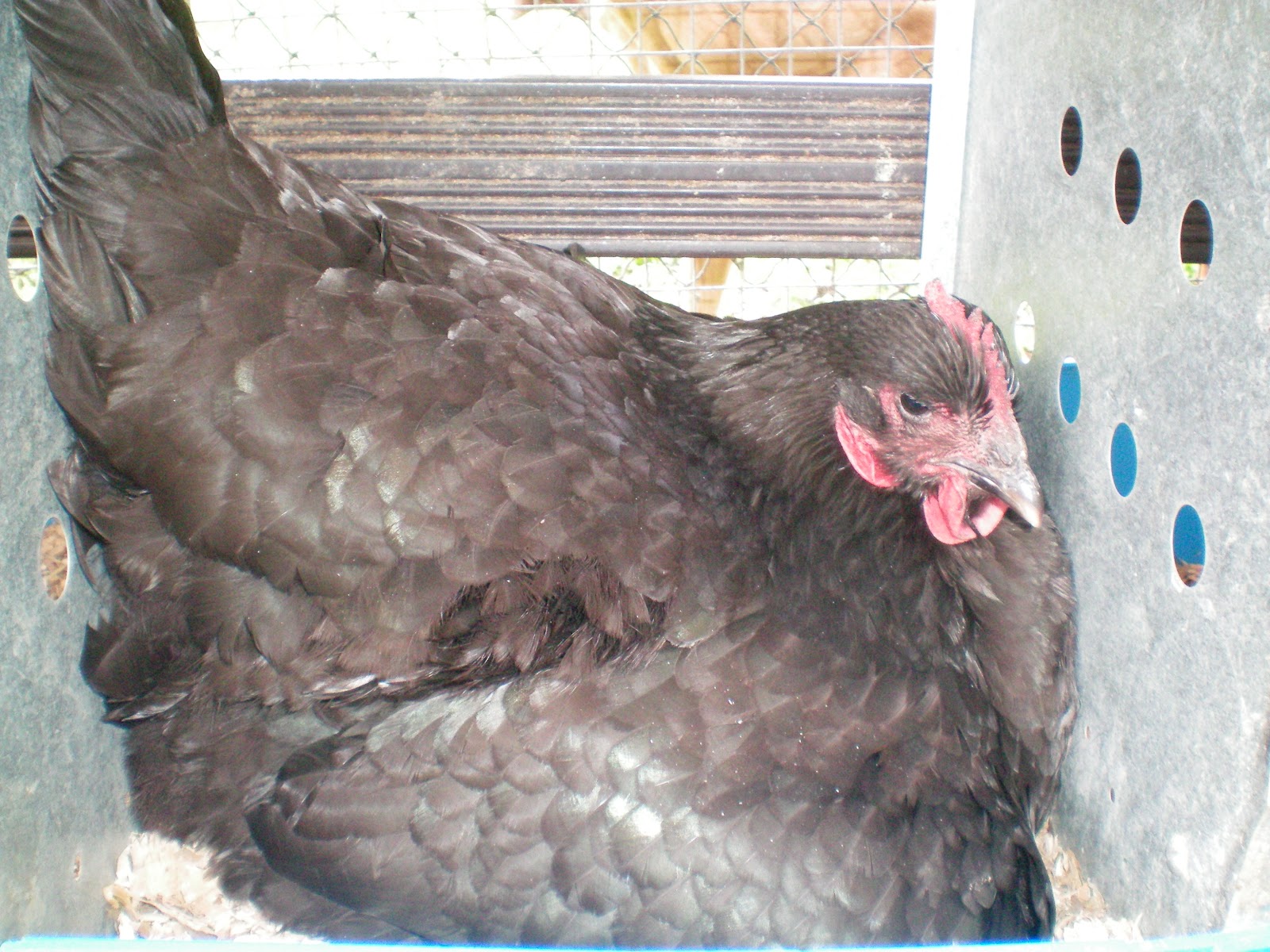 Just Chickens...: Incubation