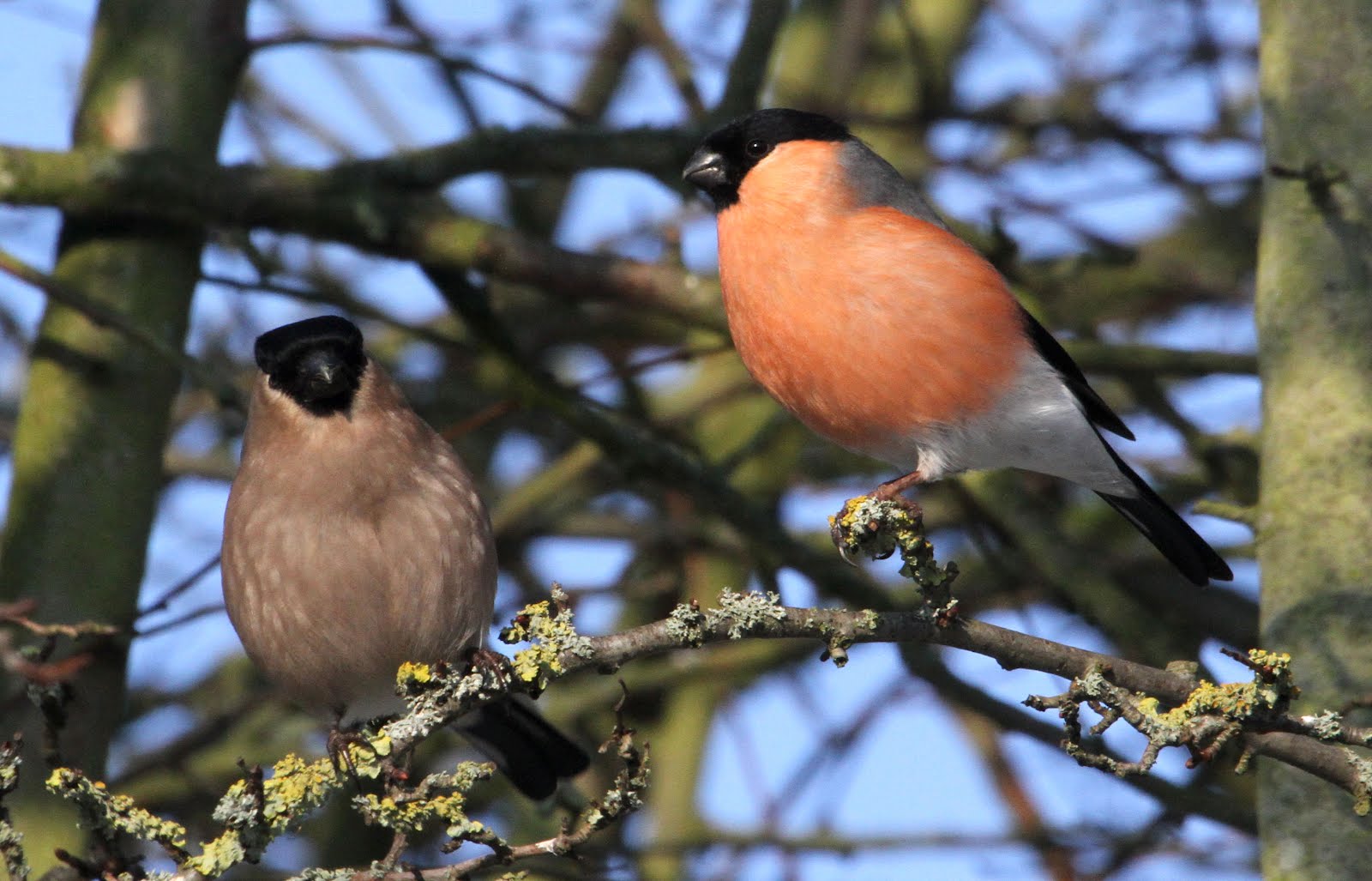Birding with Flowers: Rarely Seen Bullfinch Courtship Dance