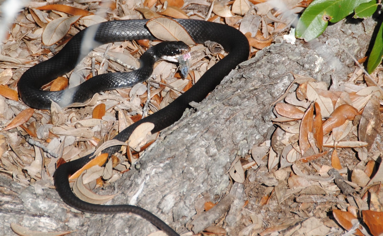 Rainwood Birdwatching: A Rare Treat at Johnson Beach