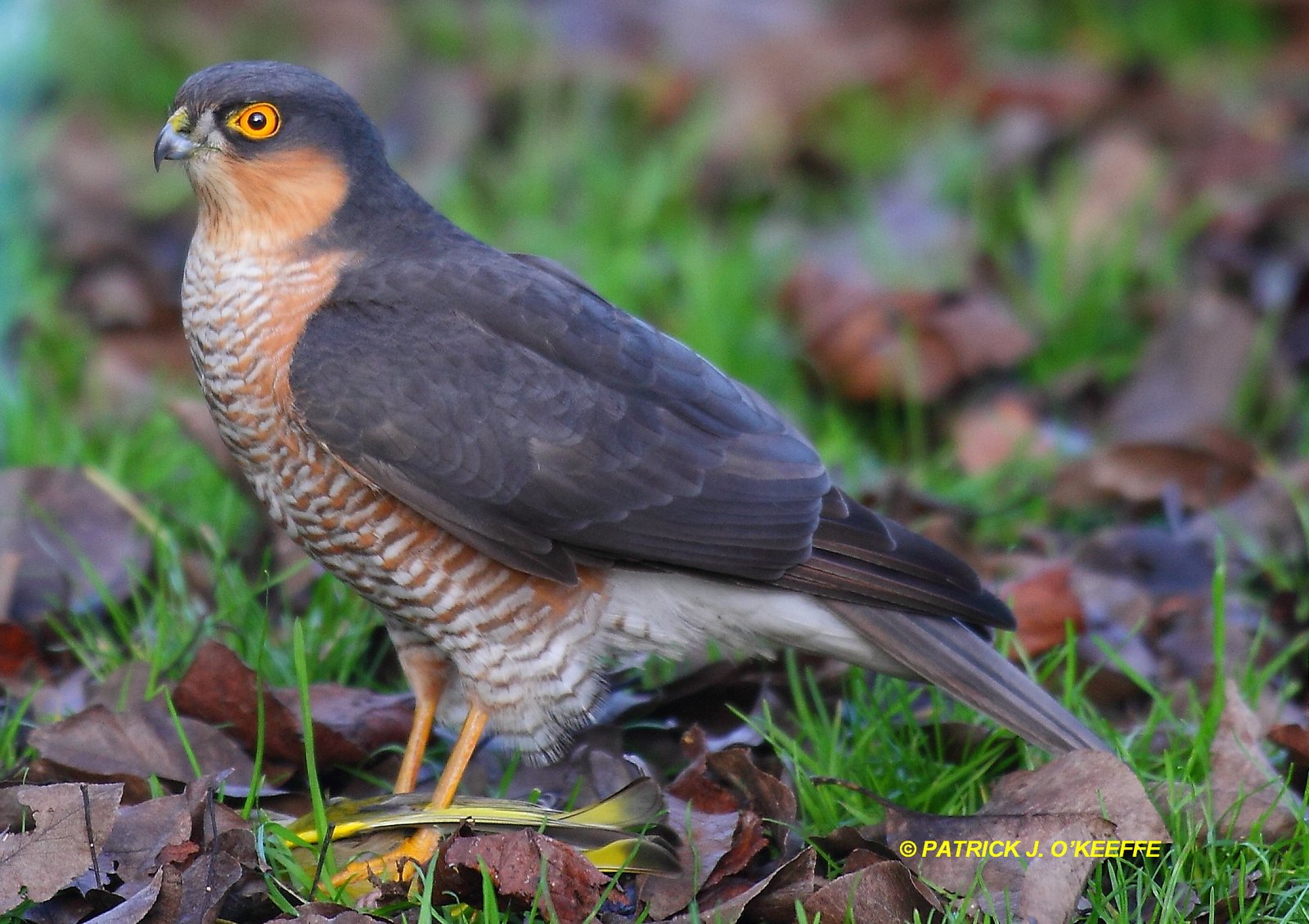 Raw Birds: EURASIAN SPARROWHAWK [Male] (Accipiter nisus) Broadmeadow ...