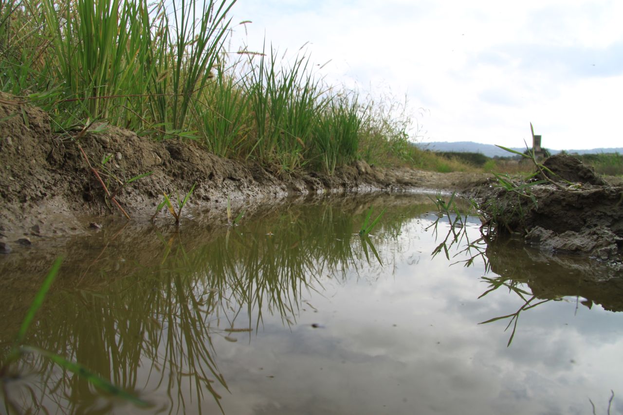 vivere a pierino: le libellule in volo sulle risaie