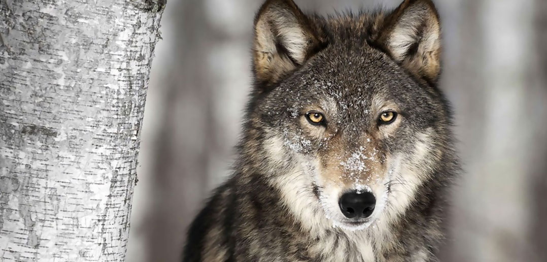 Sa Defenza: La Norvegia vuole abbattere 47 dei suoi rimanenti 68 lupi